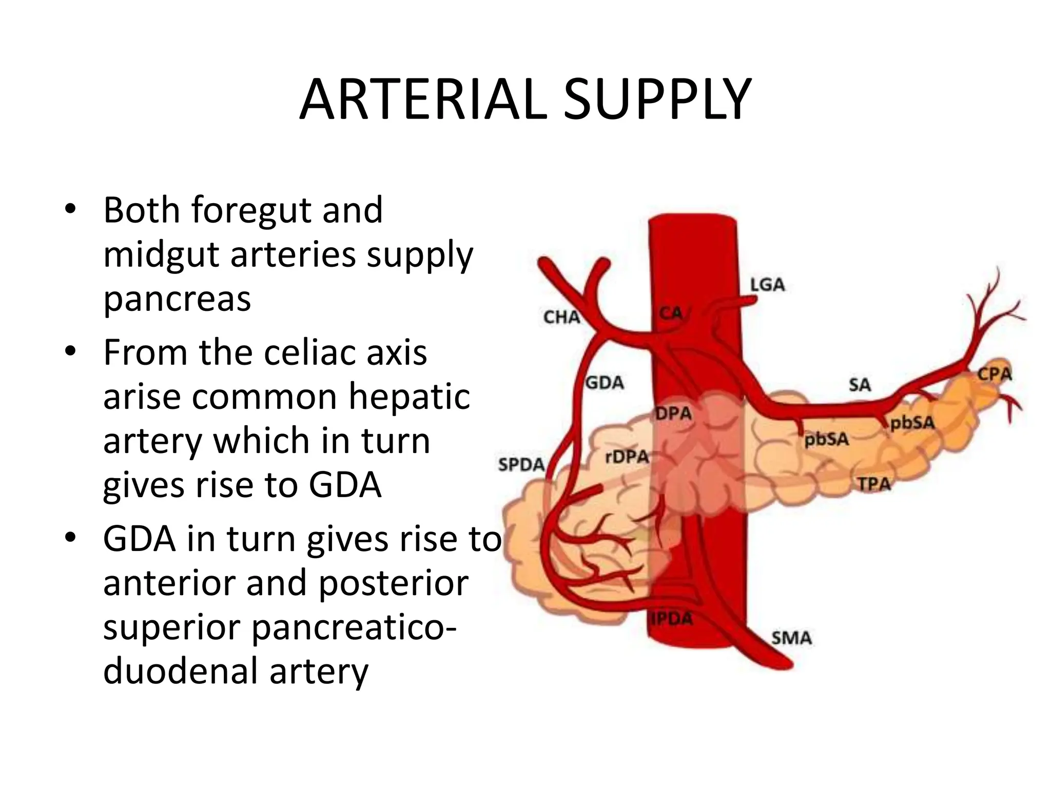 SURGICAL ANATOMY OF PANCREAS INTRO..pptx