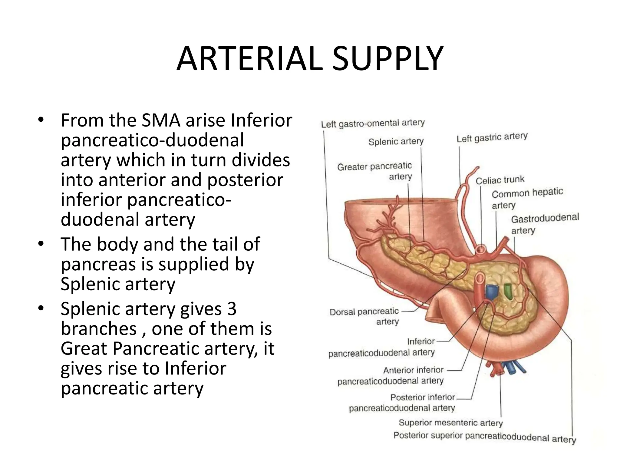 SURGICAL ANATOMY OF PANCREAS INTRO..pptx