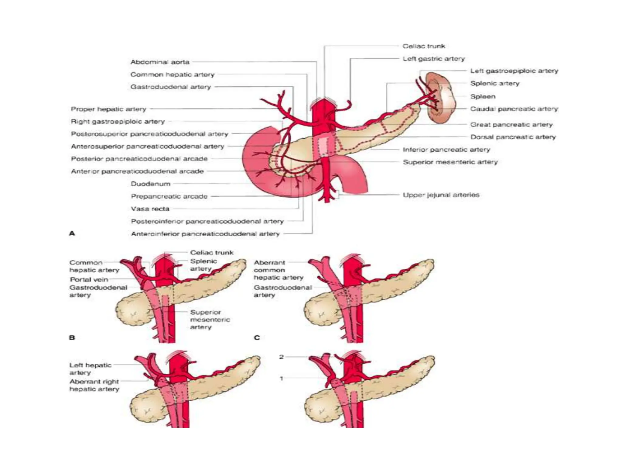 SURGICAL ANATOMY OF PANCREAS INTRO..pptx