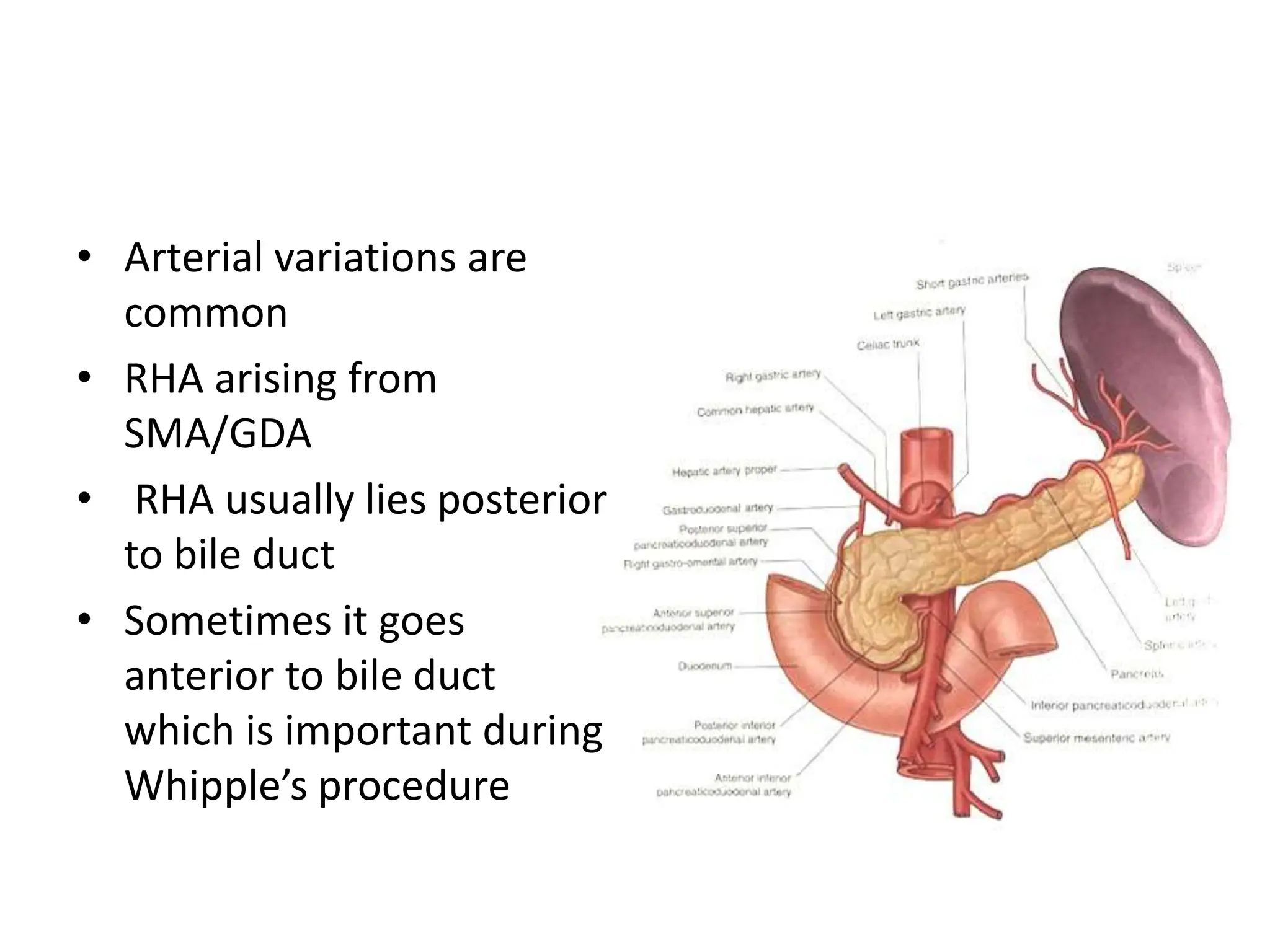 SURGICAL ANATOMY OF PANCREAS INTRO..pptx
