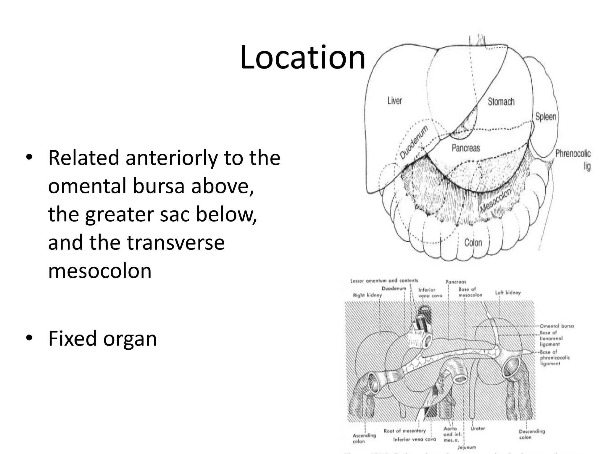 SURGICAL ANATOMY OF PANCREAS INTRO..pptx