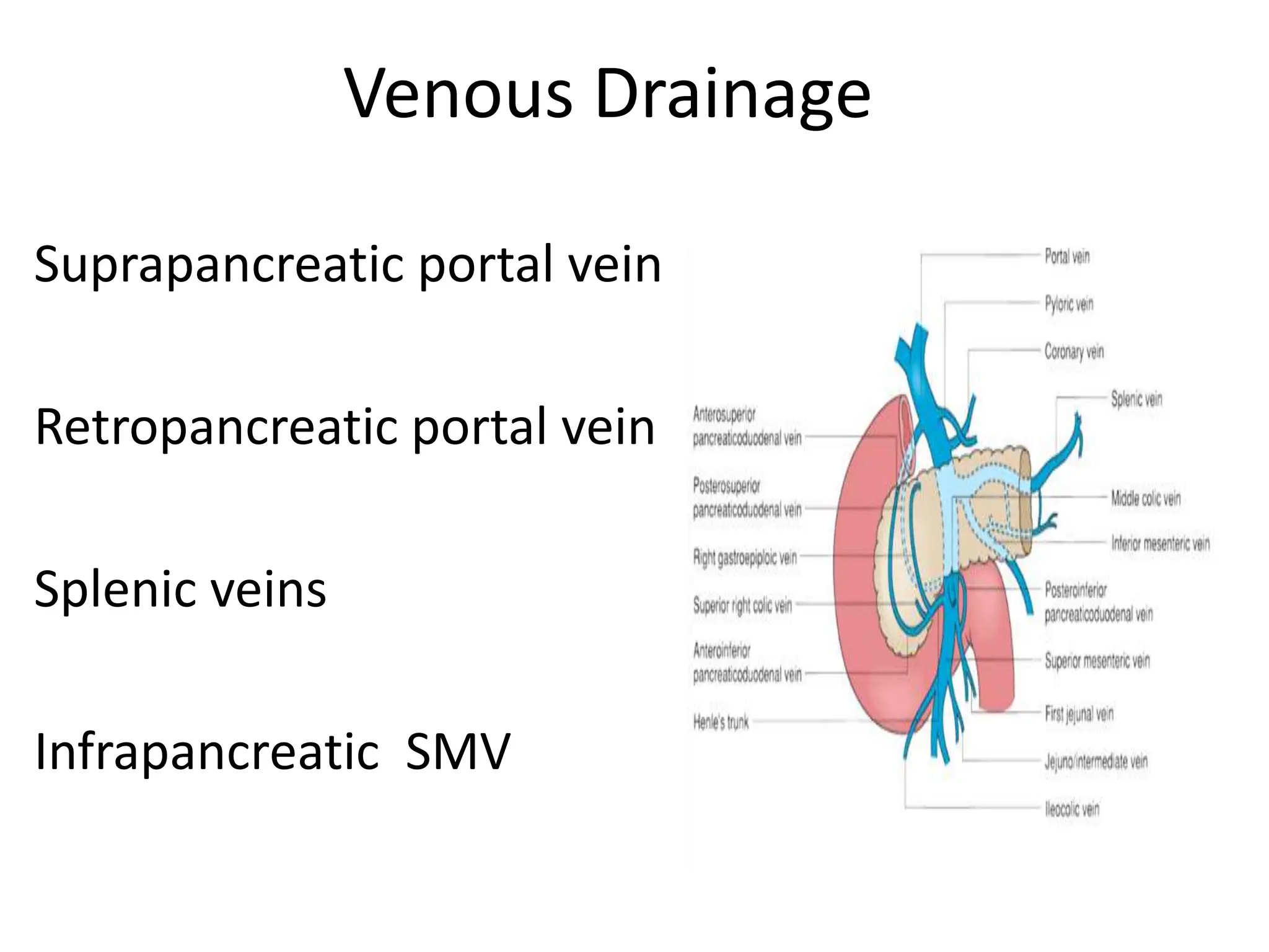 SURGICAL ANATOMY OF PANCREAS INTRO..pptx