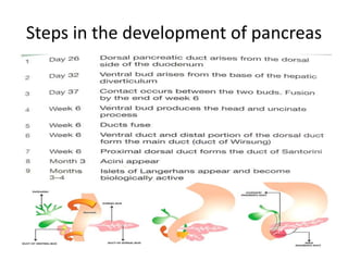 SURGICAL ANATOMY OF PANCREAS INTRO..pptx
