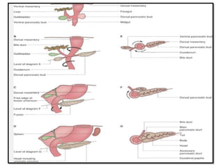 SURGICAL ANATOMY OF PANCREAS INTRO..pptx