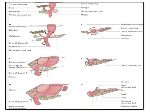 SURGICAL ANATOMY OF PANCREAS INTRO..pptx