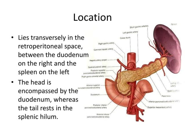 SURGICAL ANATOMY OF PANCREAS INTRO..pptx
