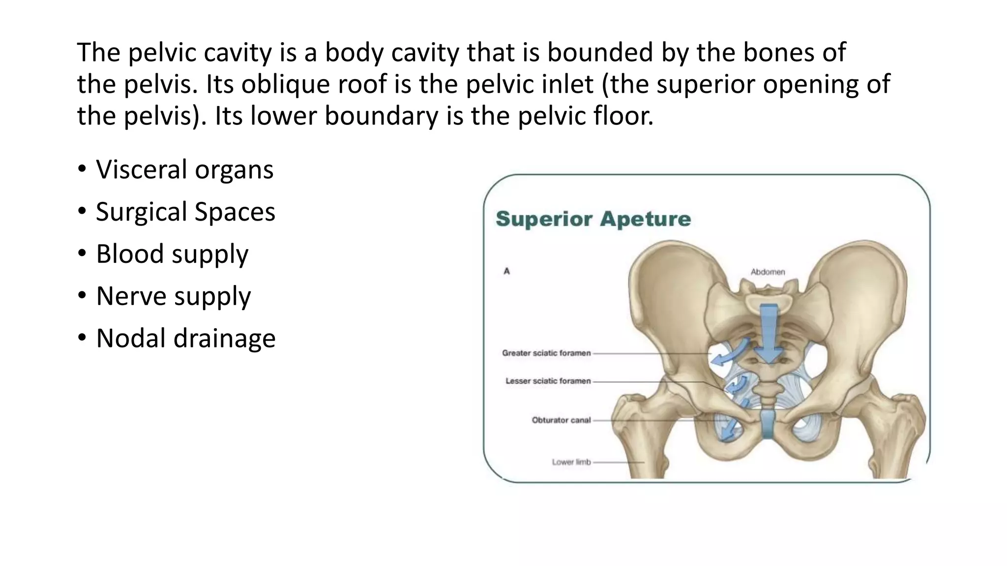 Surgical anatomy of pelvis | PPTX