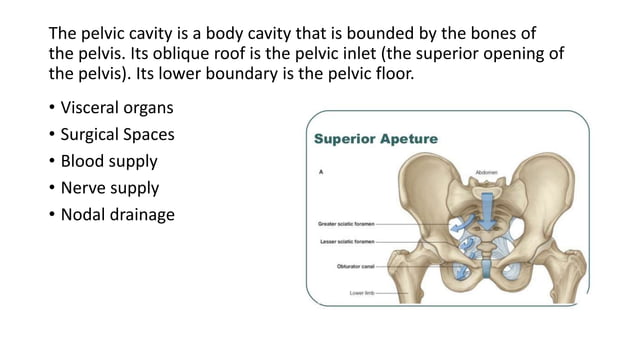 Surgical anatomy of pelvis | PPTX | Pregnancy | Reproductive Health