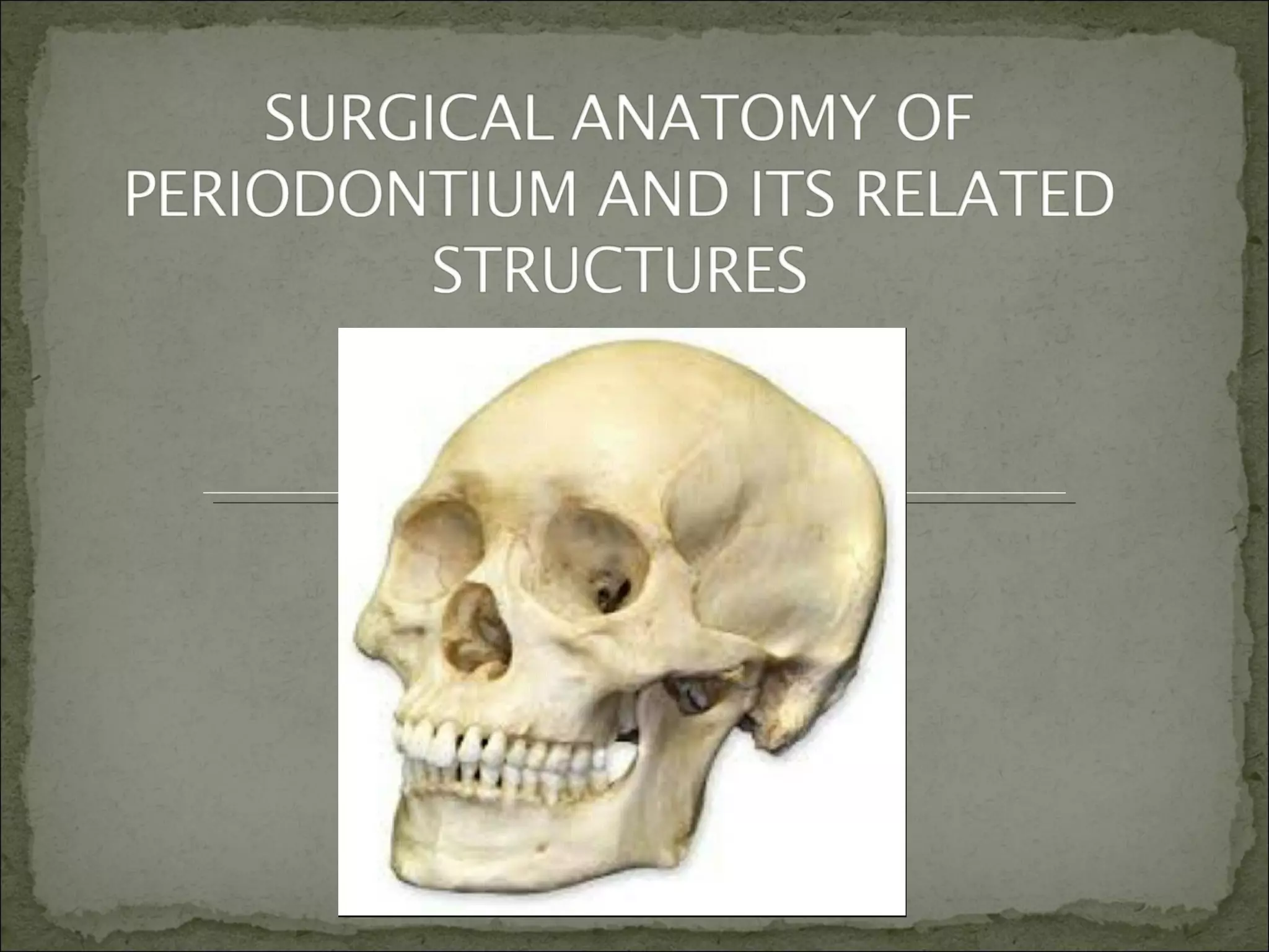 Surgical anatomy of periodontium and related structures | PPT