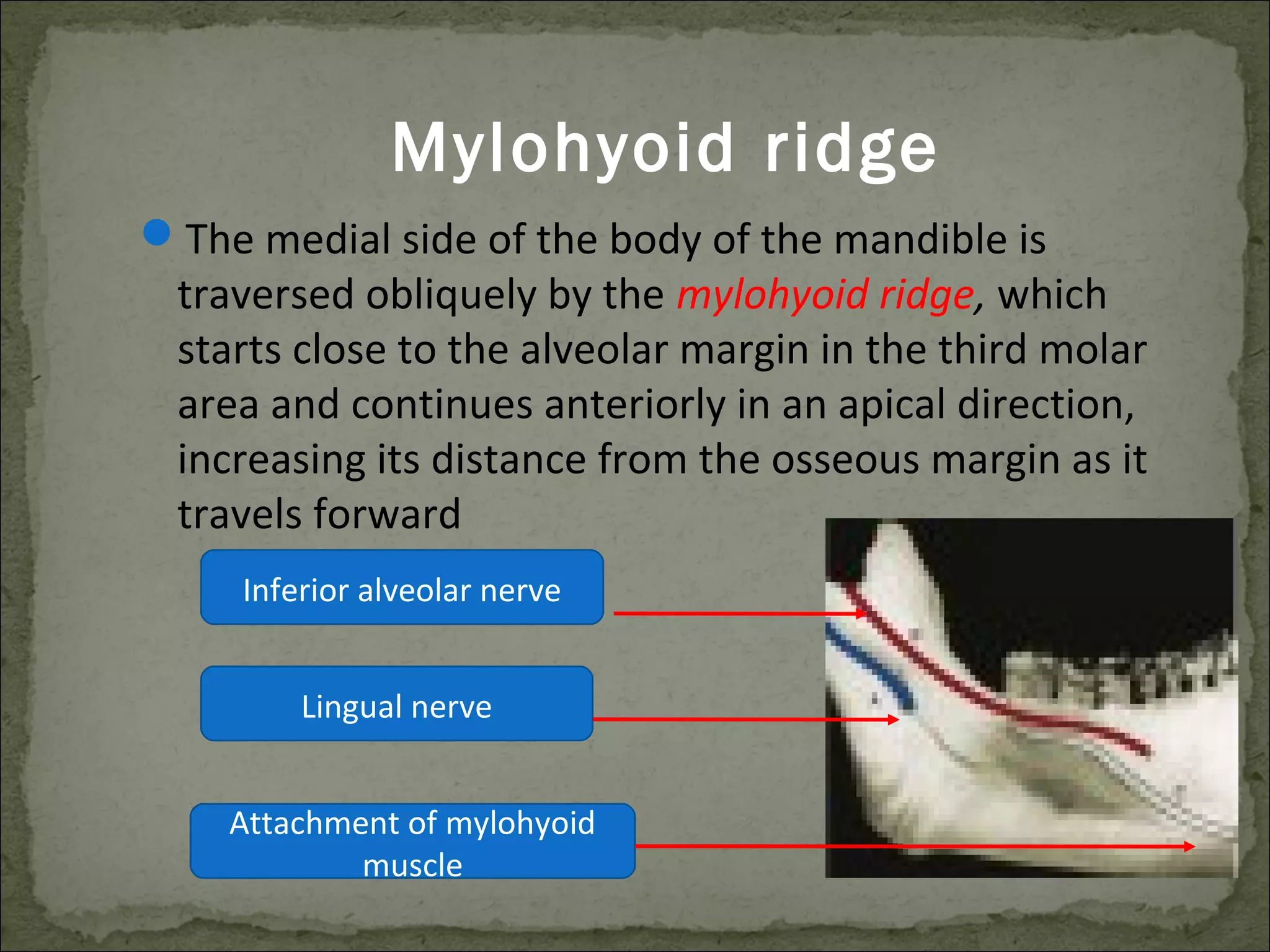Surgical anatomy of periodontium and related structures | PPT
