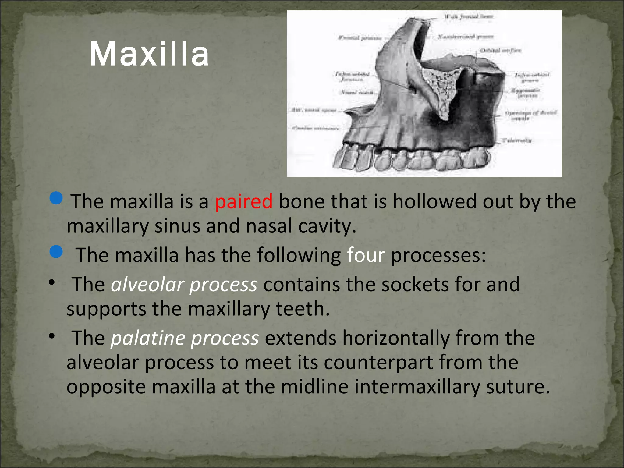 Surgical anatomy of periodontium and related structures | PPT