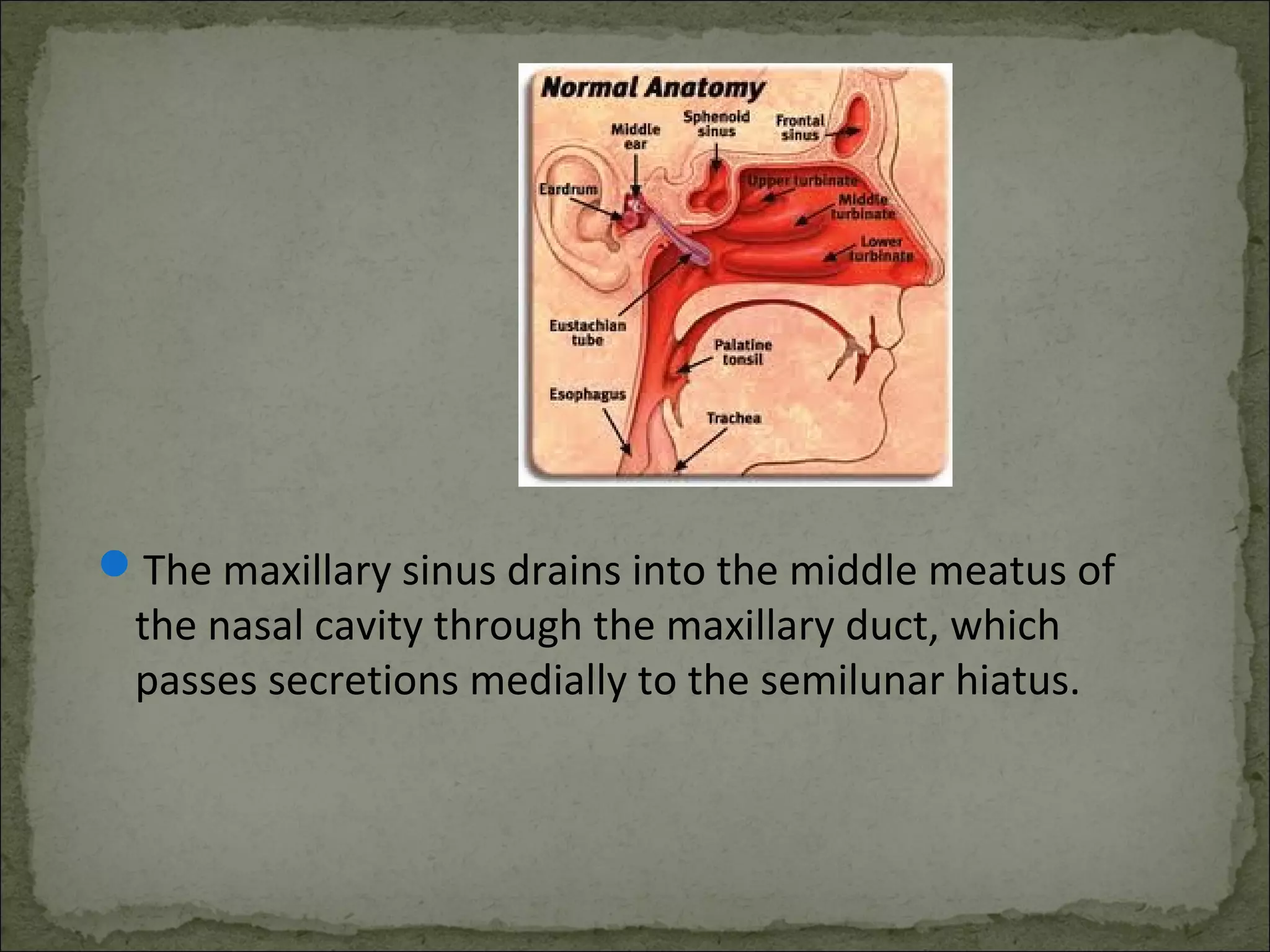 Surgical anatomy of periodontium and related structures | PPT