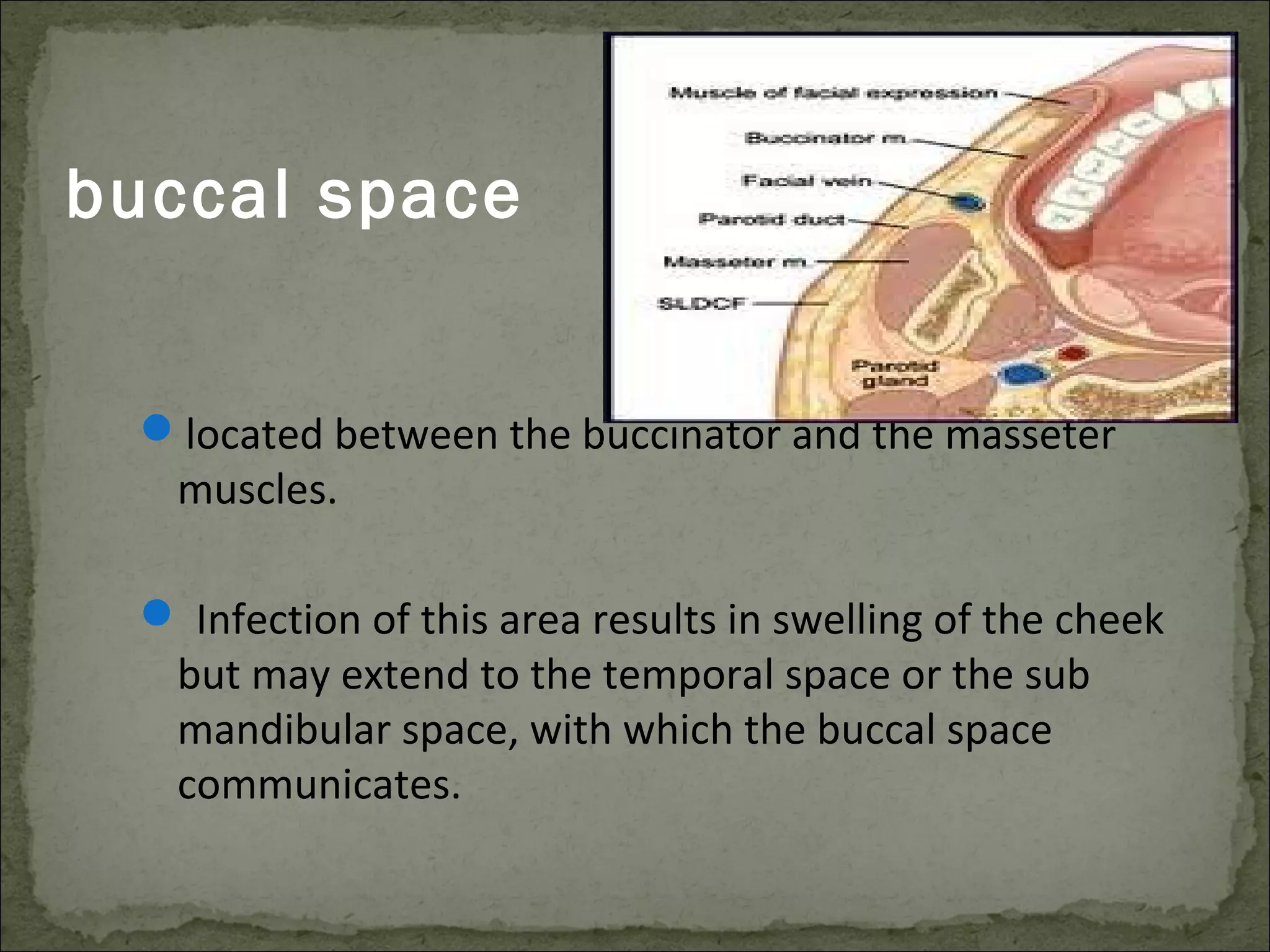Surgical anatomy of periodontium and related structures | PPT