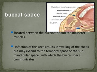 Surgical anatomy of periodontium and related structures | PPT