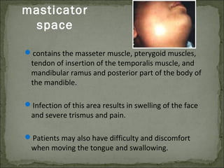 Surgical anatomy of periodontium and related structures | PPT