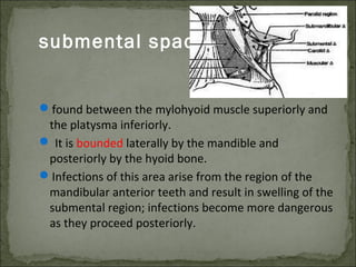 Surgical anatomy of periodontium and related structures | PPT