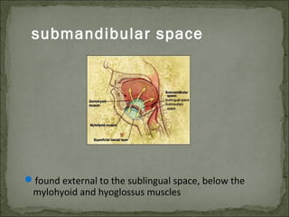 Surgical anatomy of periodontium and related structures | PPT