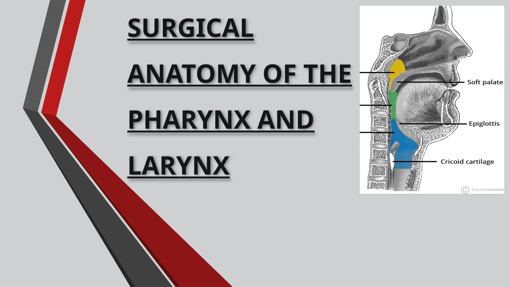 Surgical Anatomy Of Pharynx And Larynx..pptx