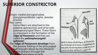 Surgical Anatomy Of Pharynx And Larynx..pptx