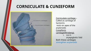 Surgical Anatomy Of Pharynx And Larynx..pptx