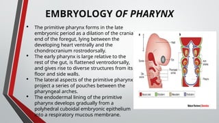 Surgical Anatomy Of Pharynx And Larynx..pptx