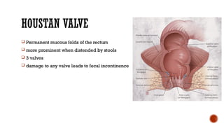 Surgical Anatomy Of Rectum And Anal Canalkritikapptx