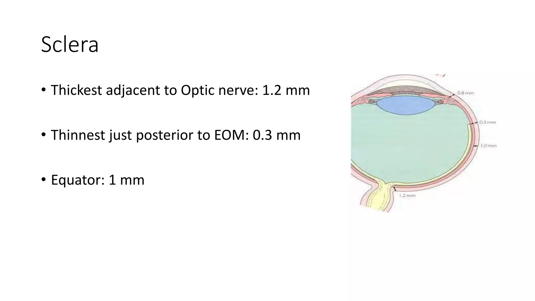 Surgical anatomy of retina | PPTX