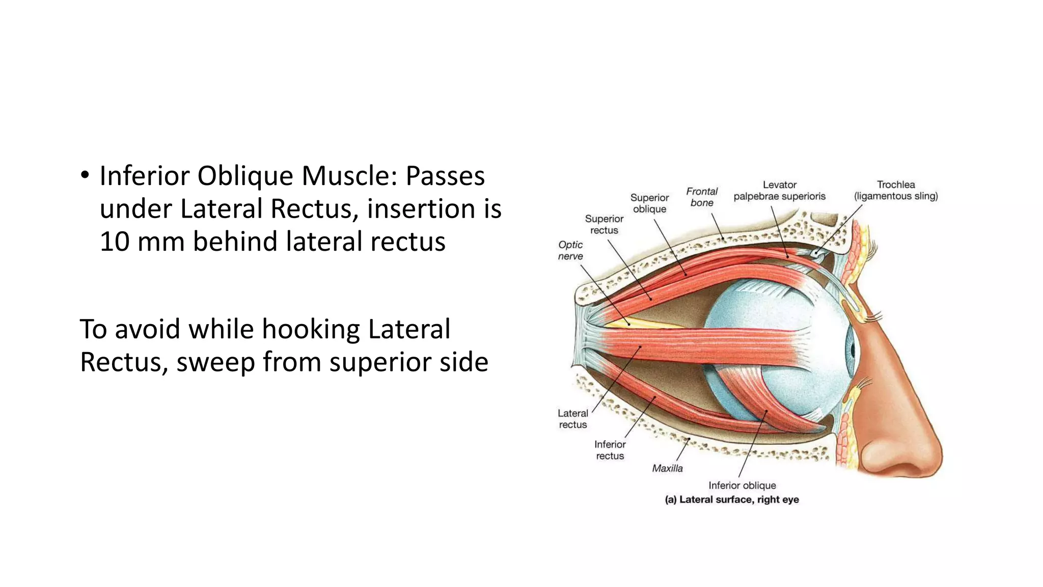 Surgical anatomy of retina | PPTX