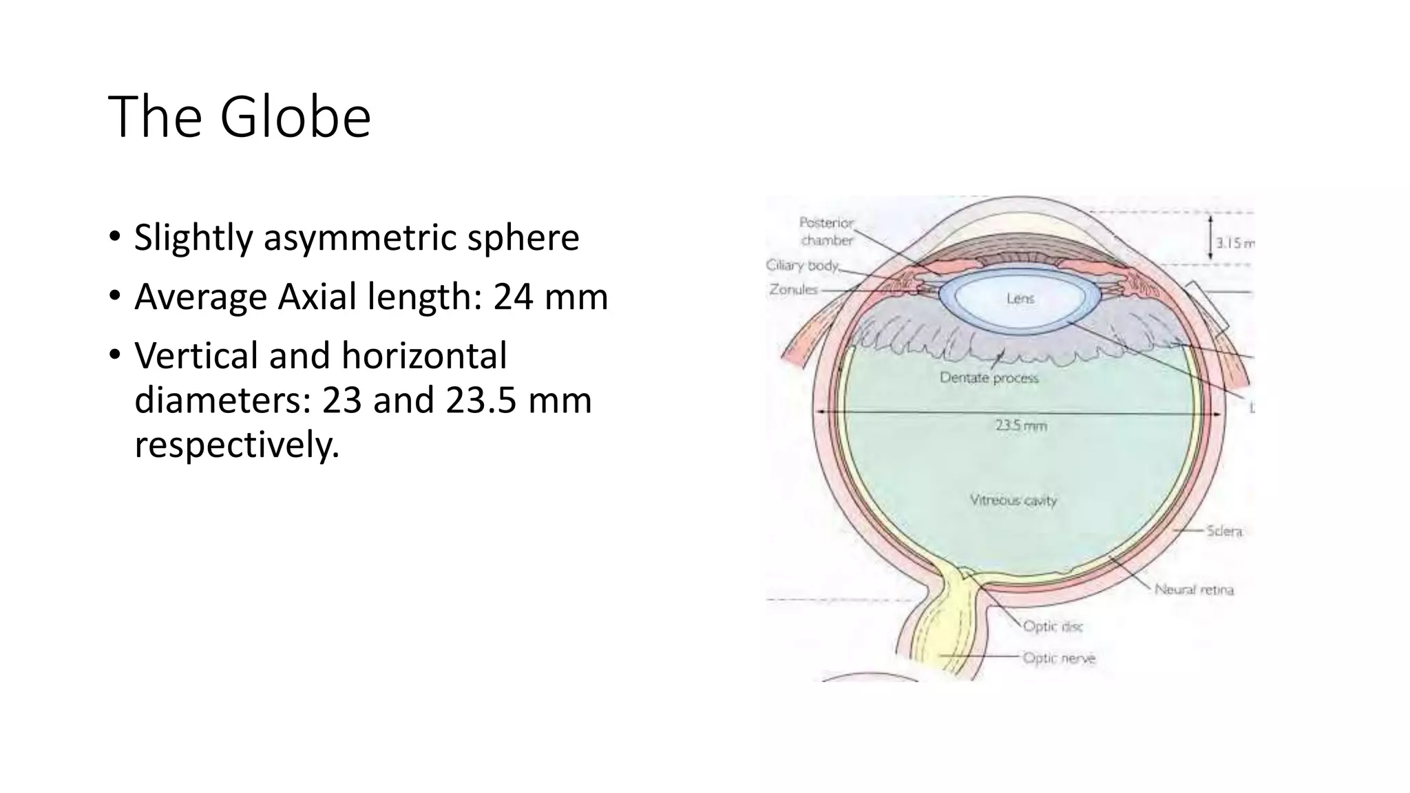 Surgical anatomy of retina | PPTX