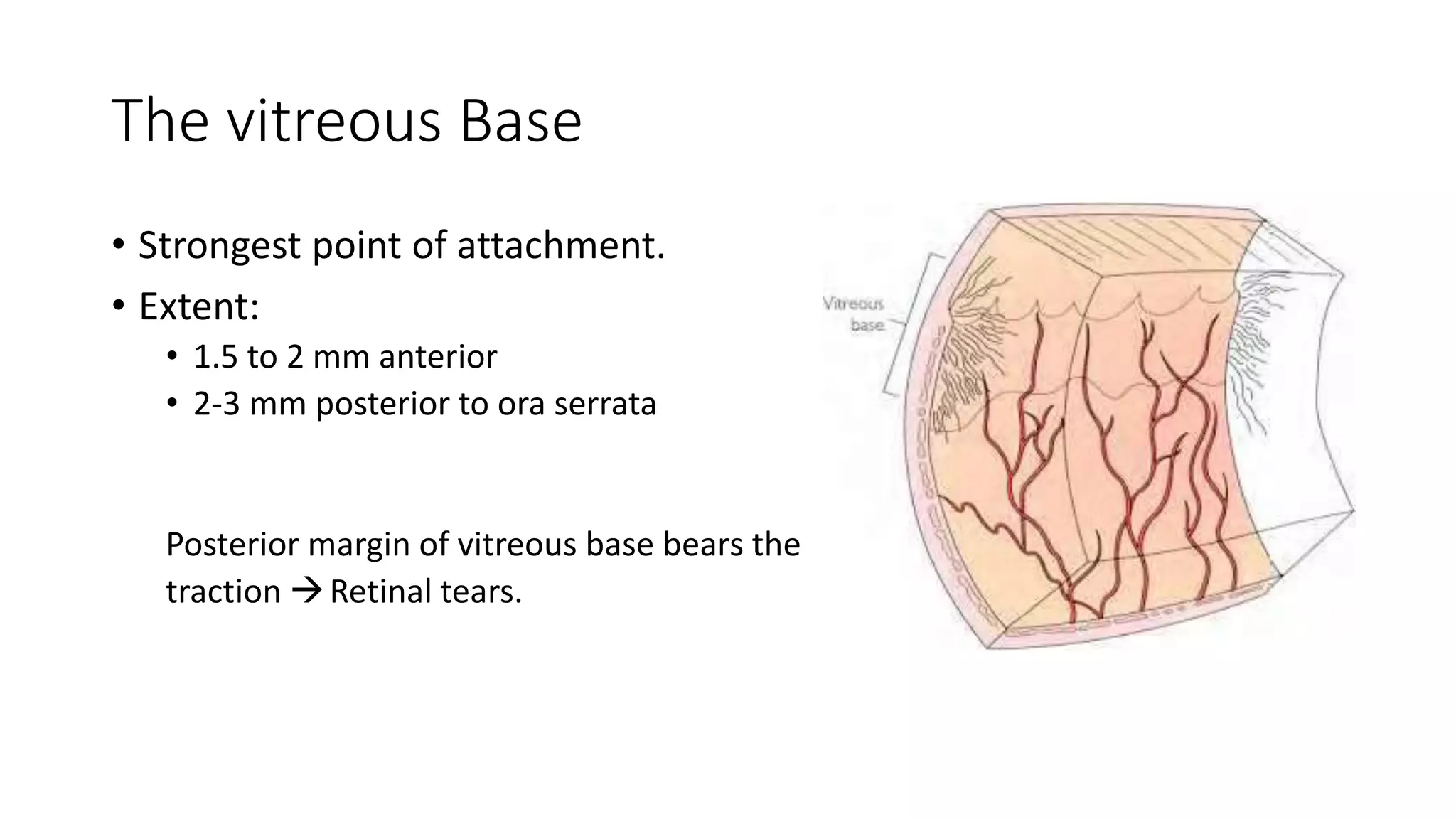 Surgical anatomy of retina | PPTX