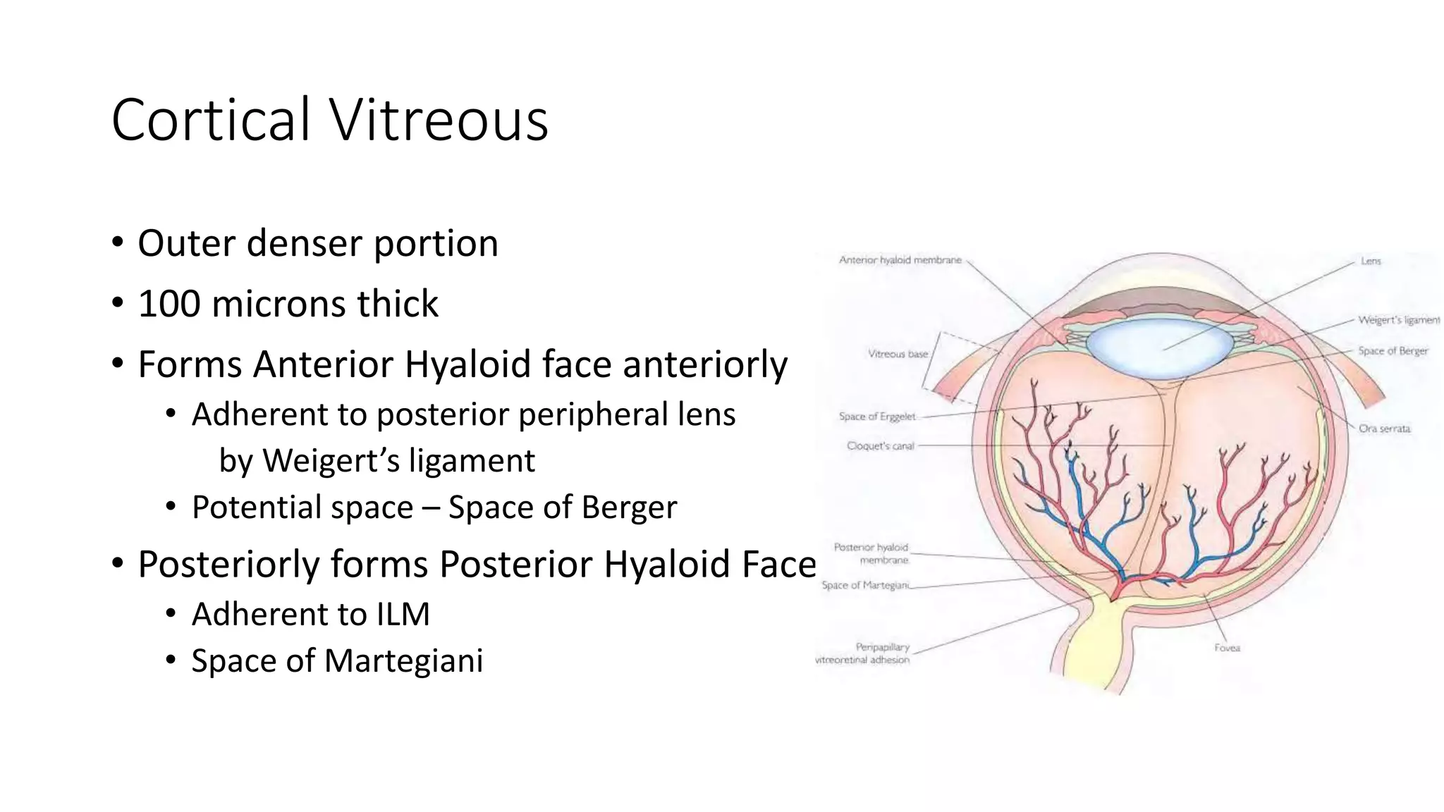 Surgical anatomy of retina | PPTX