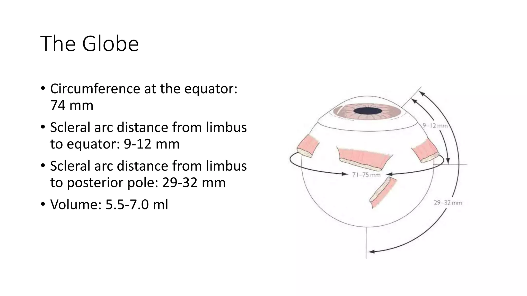 Surgical anatomy of retina | PPTX