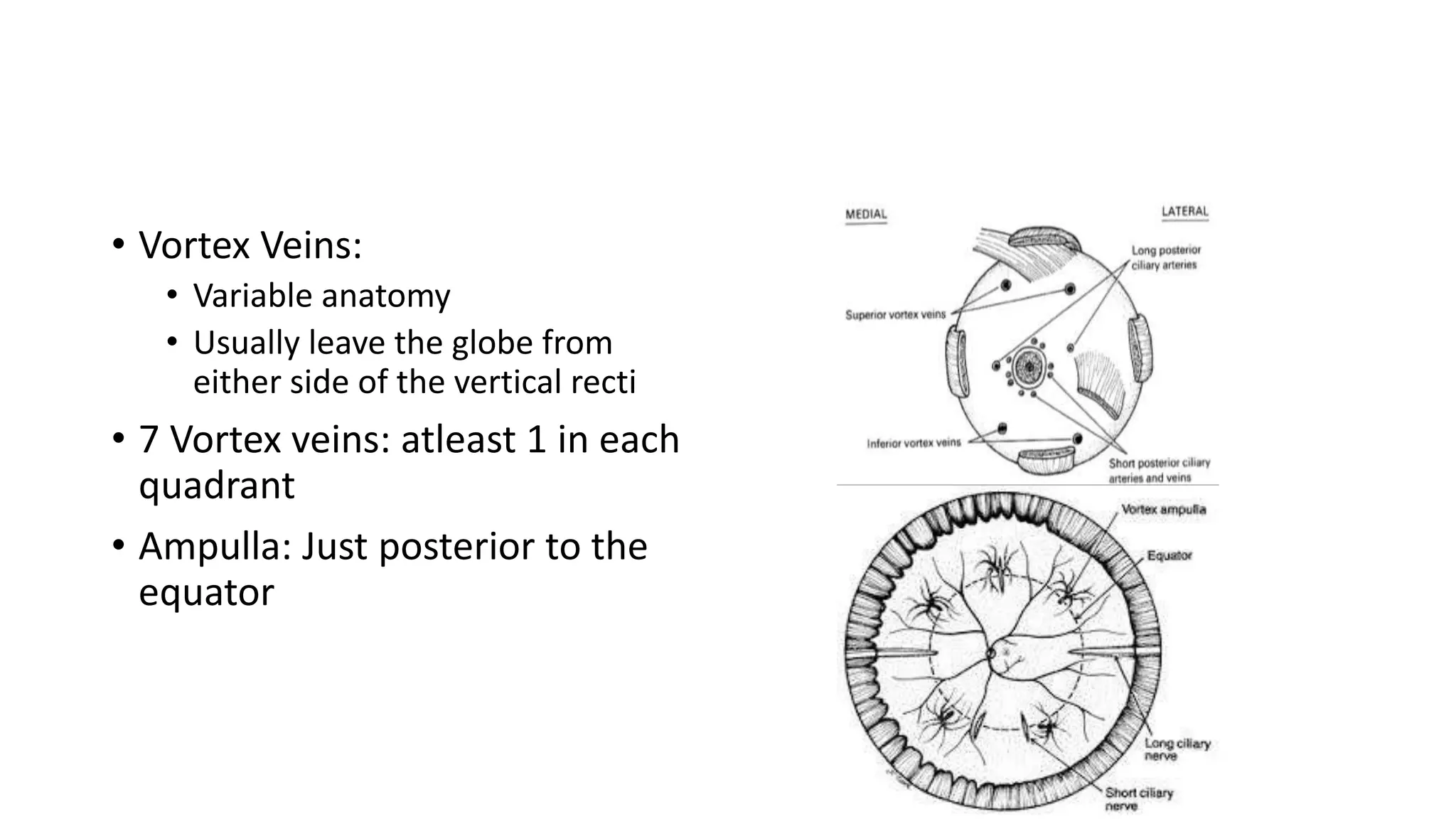 Surgical anatomy of retina | PPTX