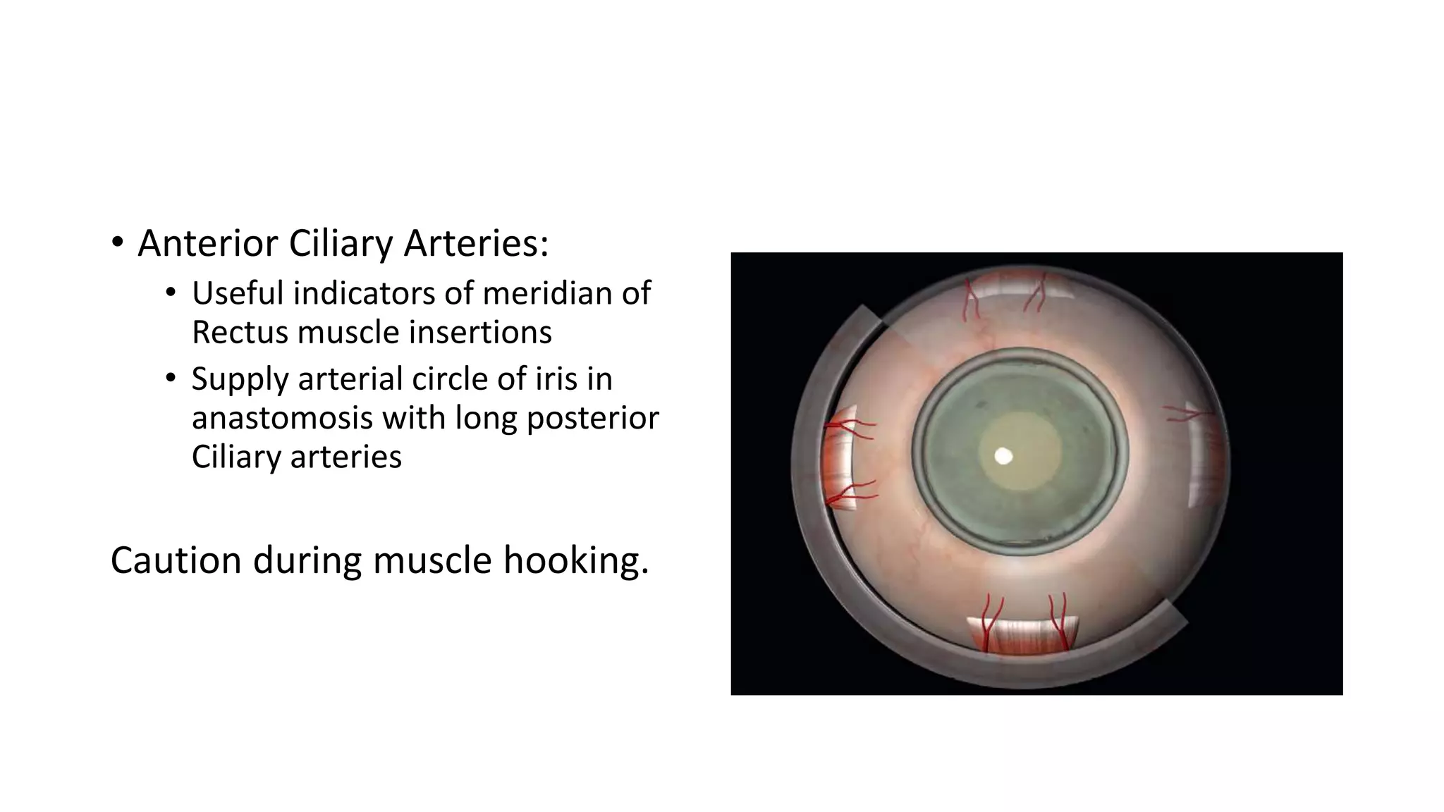 Surgical anatomy of retina | PPTX