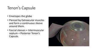 Surgical anatomy of retina | PPTX