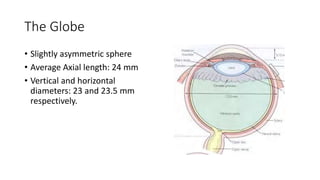 Surgical anatomy of retina | PPTX