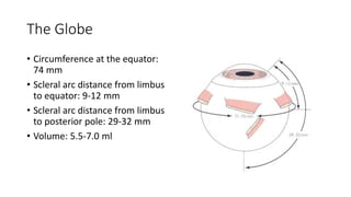 Surgical anatomy of retina | PPTX