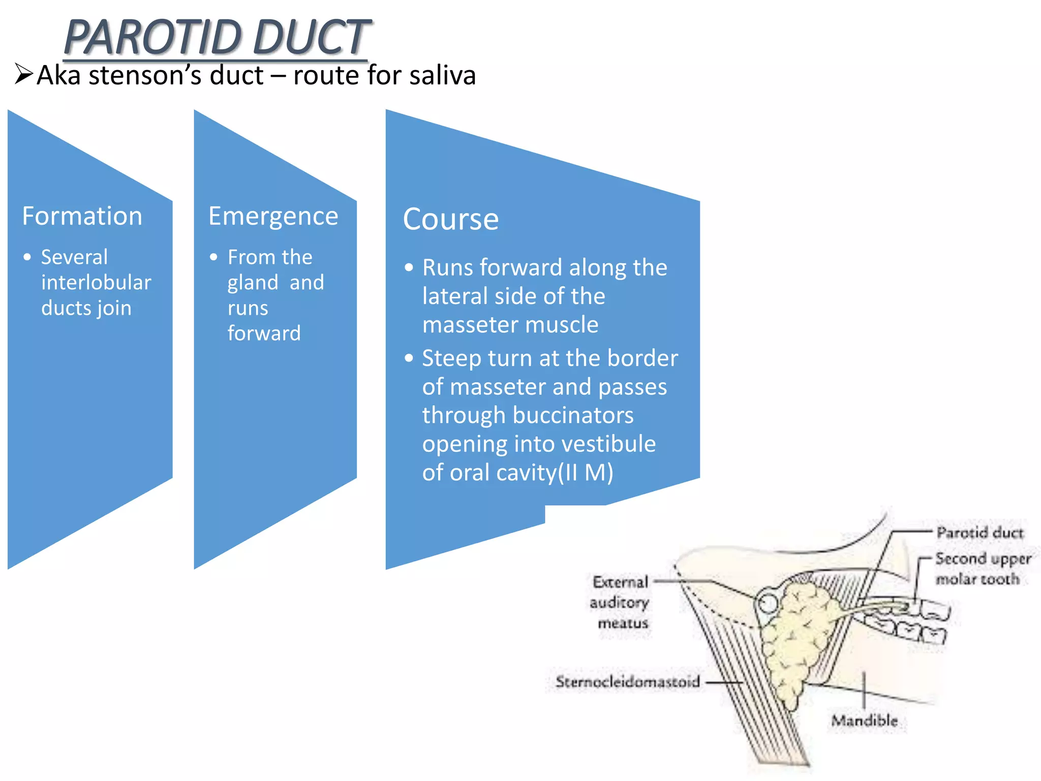 Surgical anatomy of salivary gland | PPTX