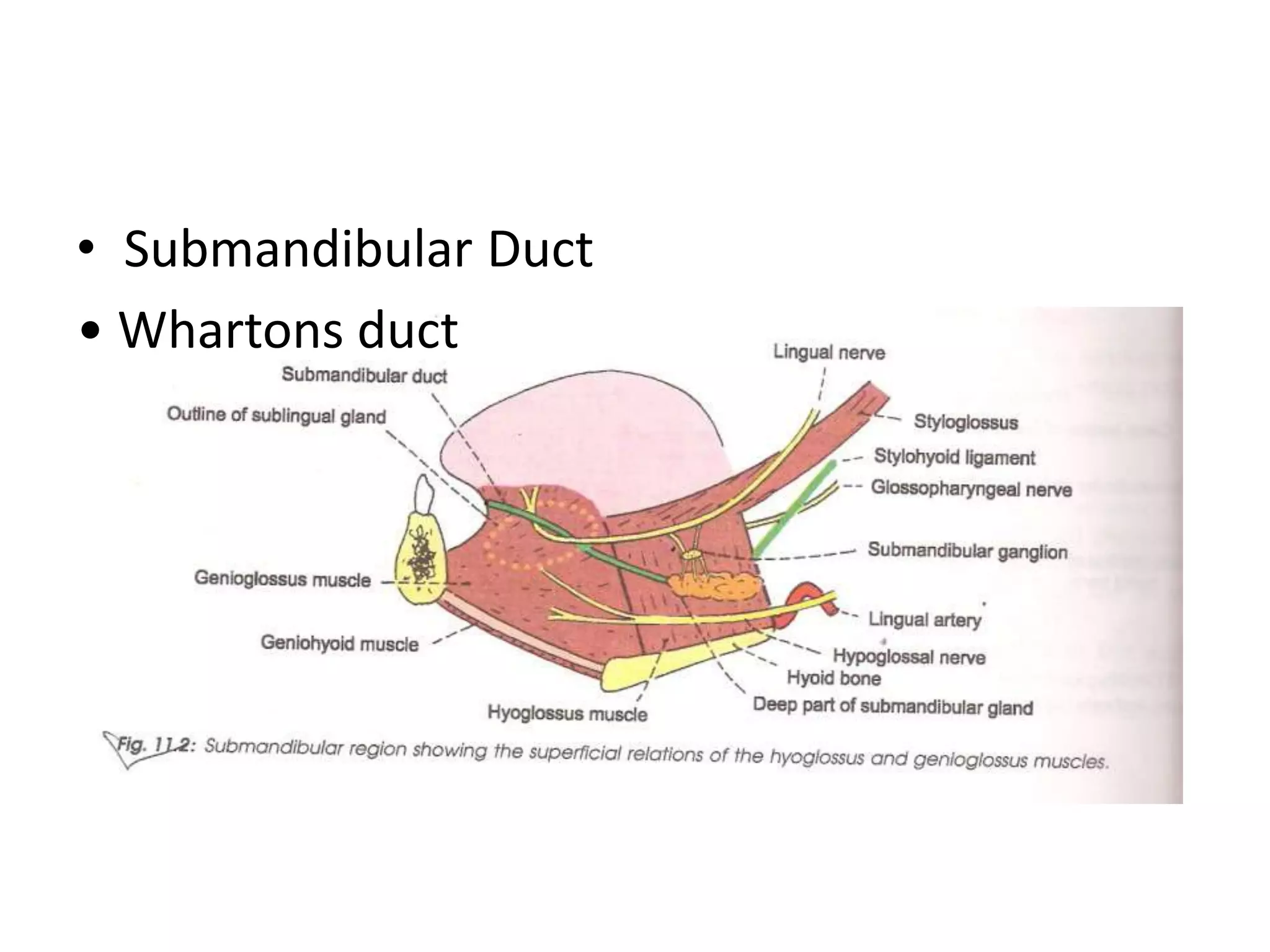 Surgical anatomy of salivary gland | PPTX