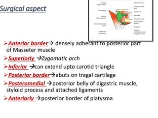 Surgical anatomy of salivary gland | PPTX