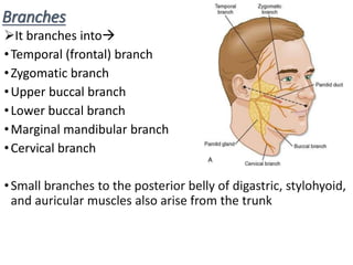 Surgical anatomy of salivary gland | PPTX
