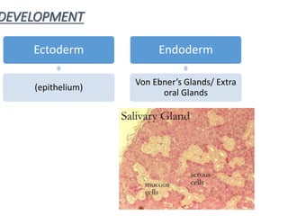 Surgical anatomy of salivary gland | PPTX