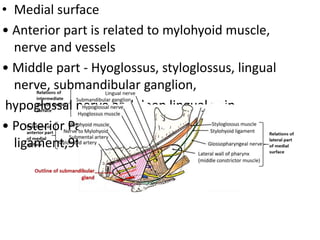 Surgical anatomy of salivary gland | PPTX
