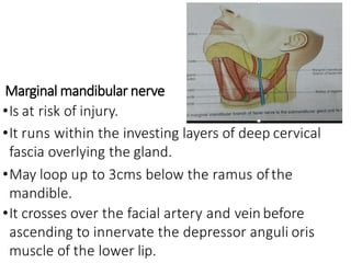 Surgical anatomy of salivary gland | PPTX