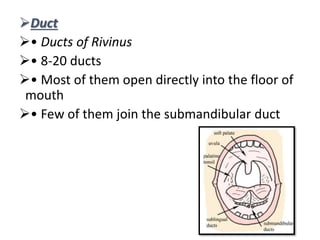 Surgical anatomy of salivary gland | PPTX