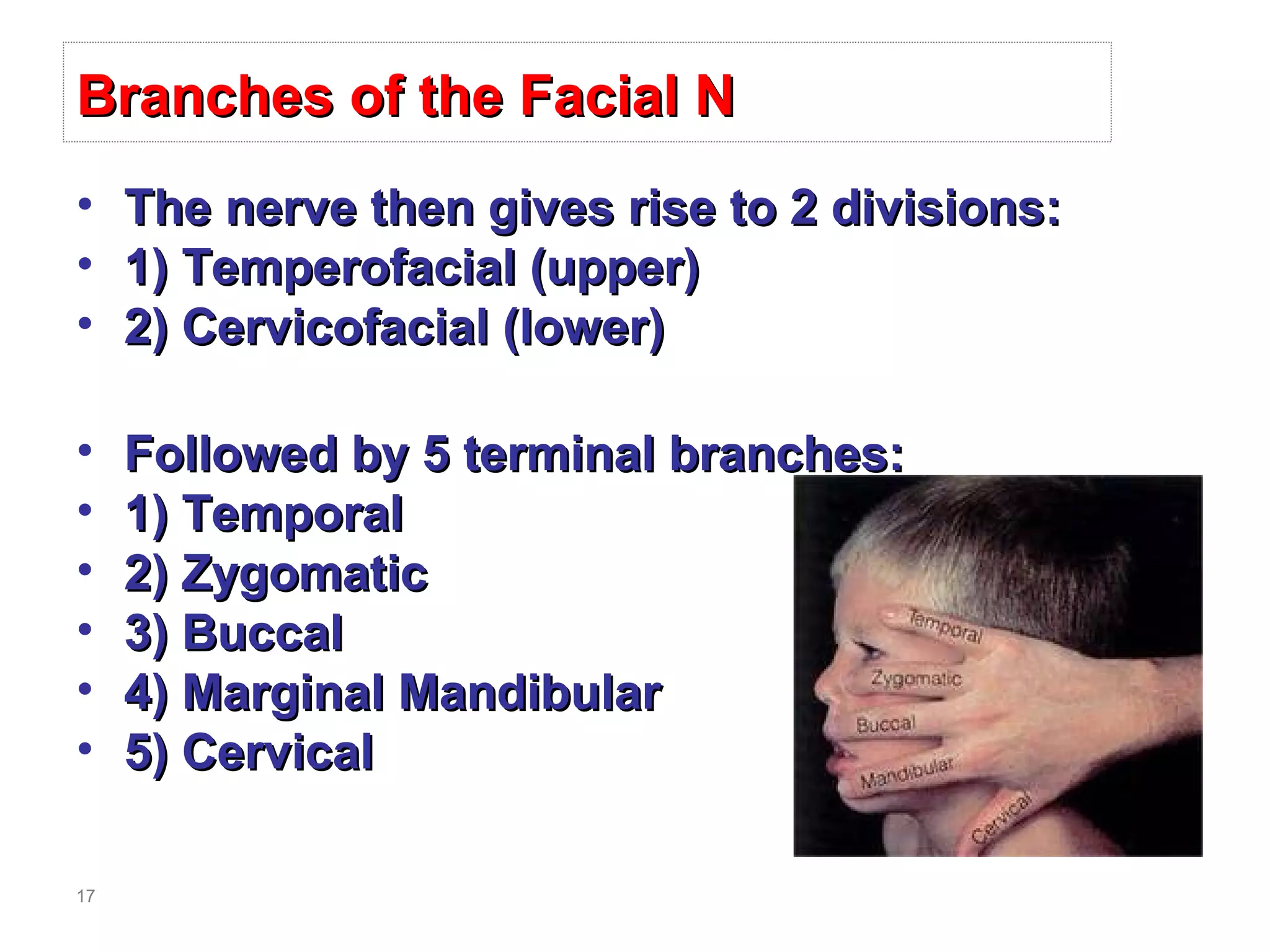 Surgical anatomy of salivary glands | PPT