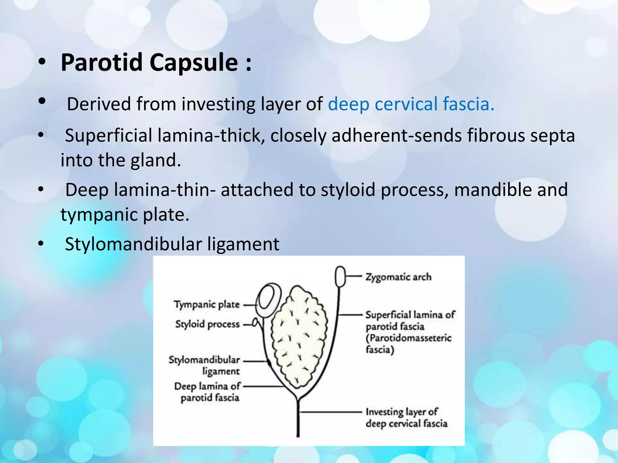 Surgical anatomy of salivary glands | PPTX