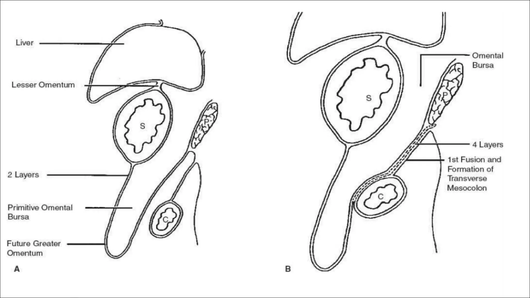 SURGICAL ANATOMY OF STOMACH AND DUODENUM dr. bruhath^final. .pdf