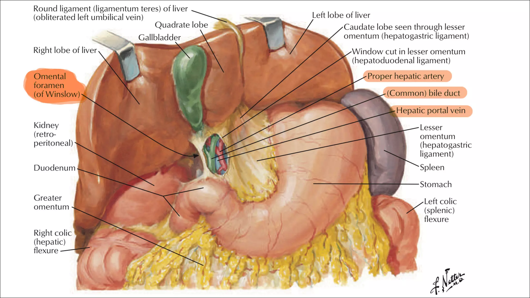 SURGICAL ANATOMY OF STOMACH AND DUODENUM dr. bruhath^final. .pdf