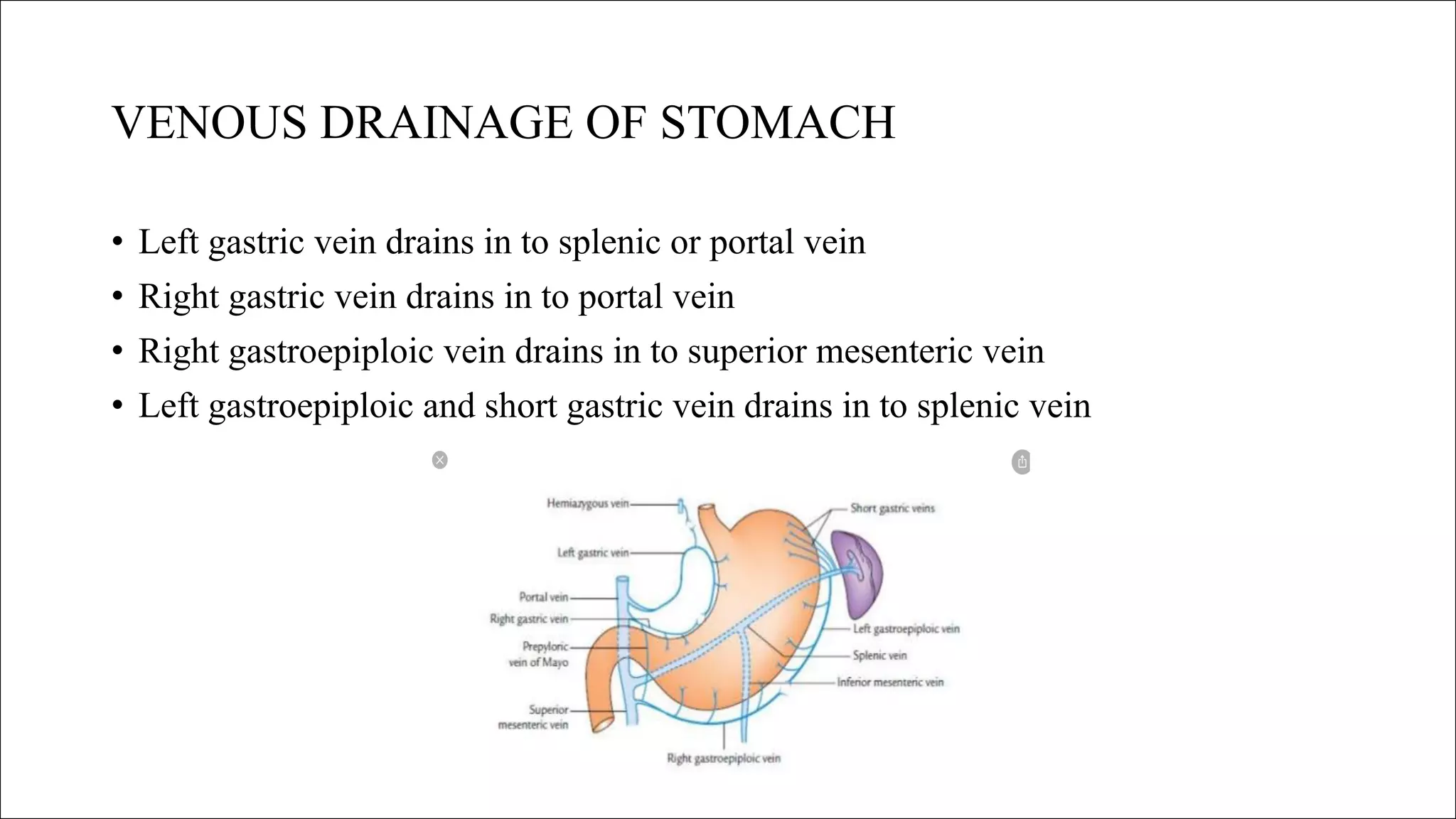 SURGICAL ANATOMY OF STOMACH AND DUODENUM dr. bruhath^final. .pdf